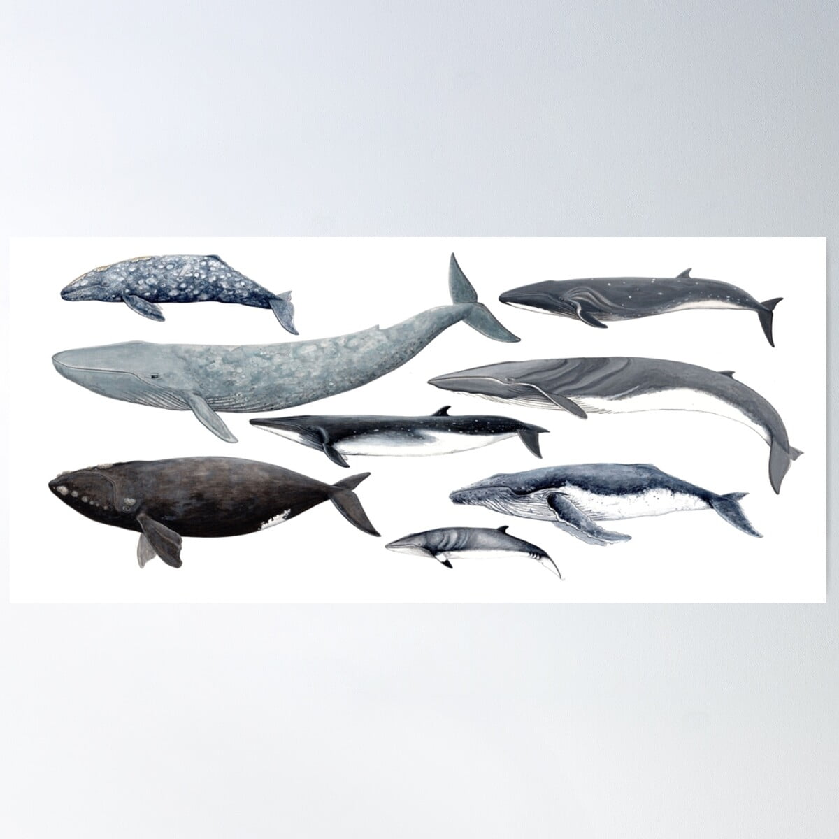 DOPAPRINT Whales And Right Whale Poster Wall Art, Modern Wall Decor NO ...