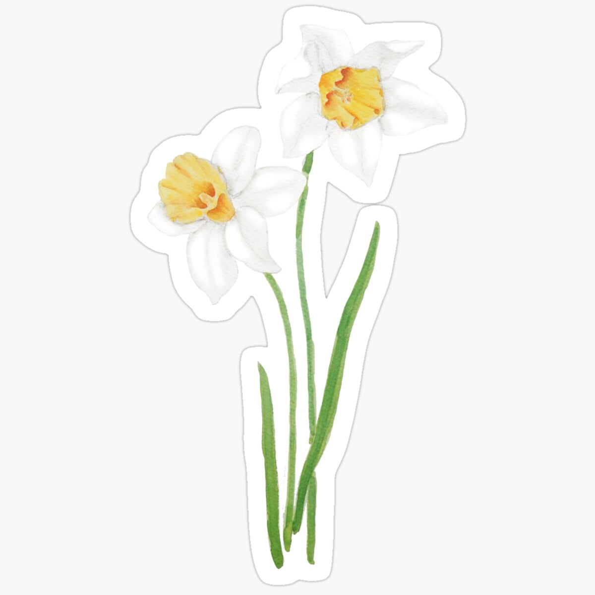 DOPASTICKER 2 White Daffodil Flowers Watercolor Glossy Sticker Birthday ...