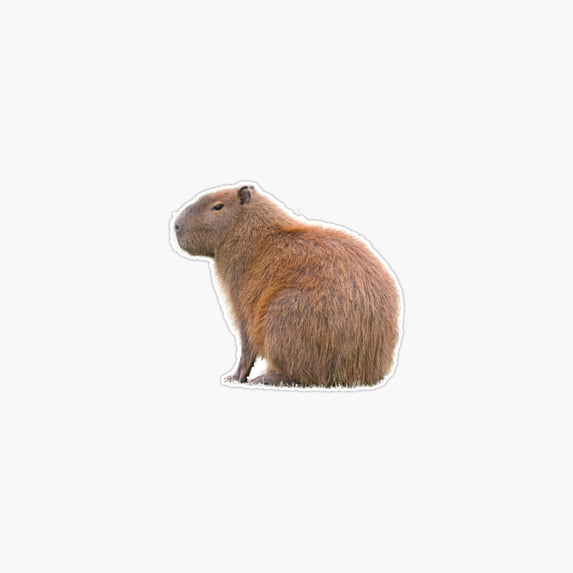 DOPASTICKER 3Rd Suspicious Single Capybara Sticker Package. Capybaras ...