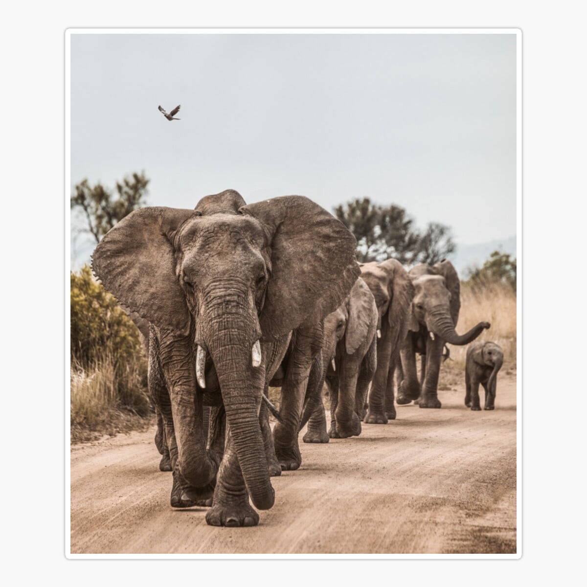 DOPASTICKER A Baby Elephant And A Line Of Elephants Walking Africa ...