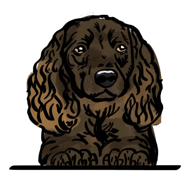 DOPASTICKER American Water Spaniel Dog Sticker Adopt Cute Dog Puppy ...