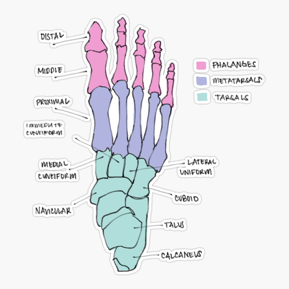 DOPASTICKER Anatomy - Foot Ankle Bones - Physical Therapy Sticker ...