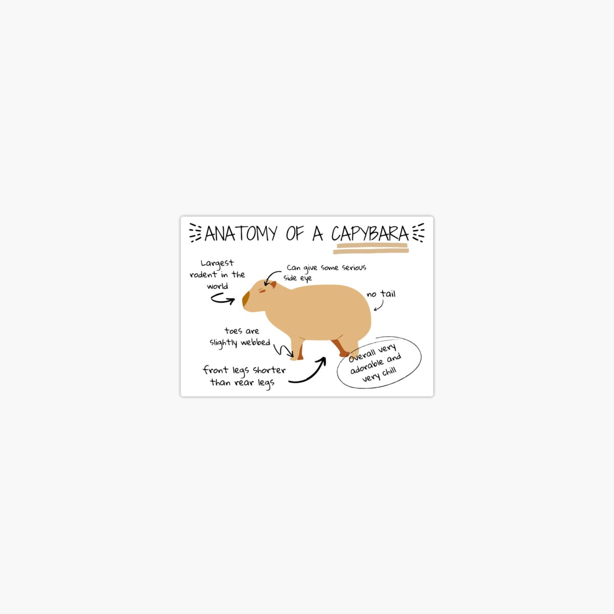 DOPASTICKER Anatomy Of A Capybara Sticker, Phone Sticker Car Stickers ...
