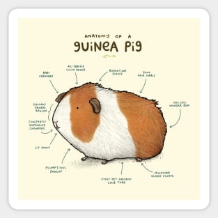 DOPASTICKER Anatomy Of A Guinea Pig Decorative Laptop, Phone Stickers ...