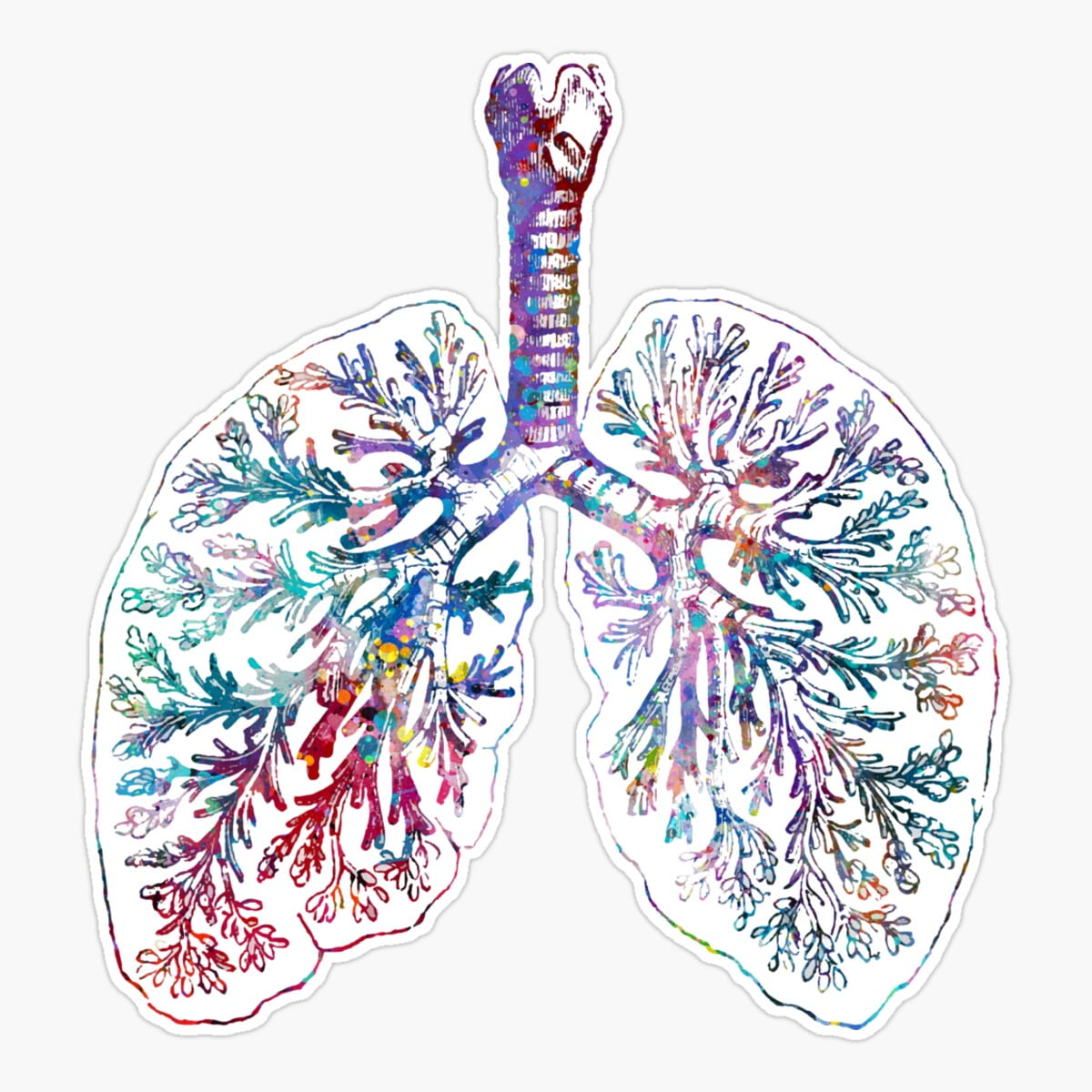 DOPASTICKER Anatomy Of Human Lungs Sticker, Phone Sticker Car Sticker ...