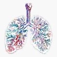 DOPASTICKER Anatomy Of Human Lungs Sticker, Phone Sticker Car Sticker ...