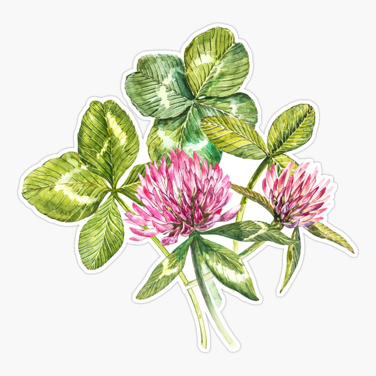 DOPASTICKER Anatomy Of The Axolotl Sticker, Phone Sticker Car Sticker ...