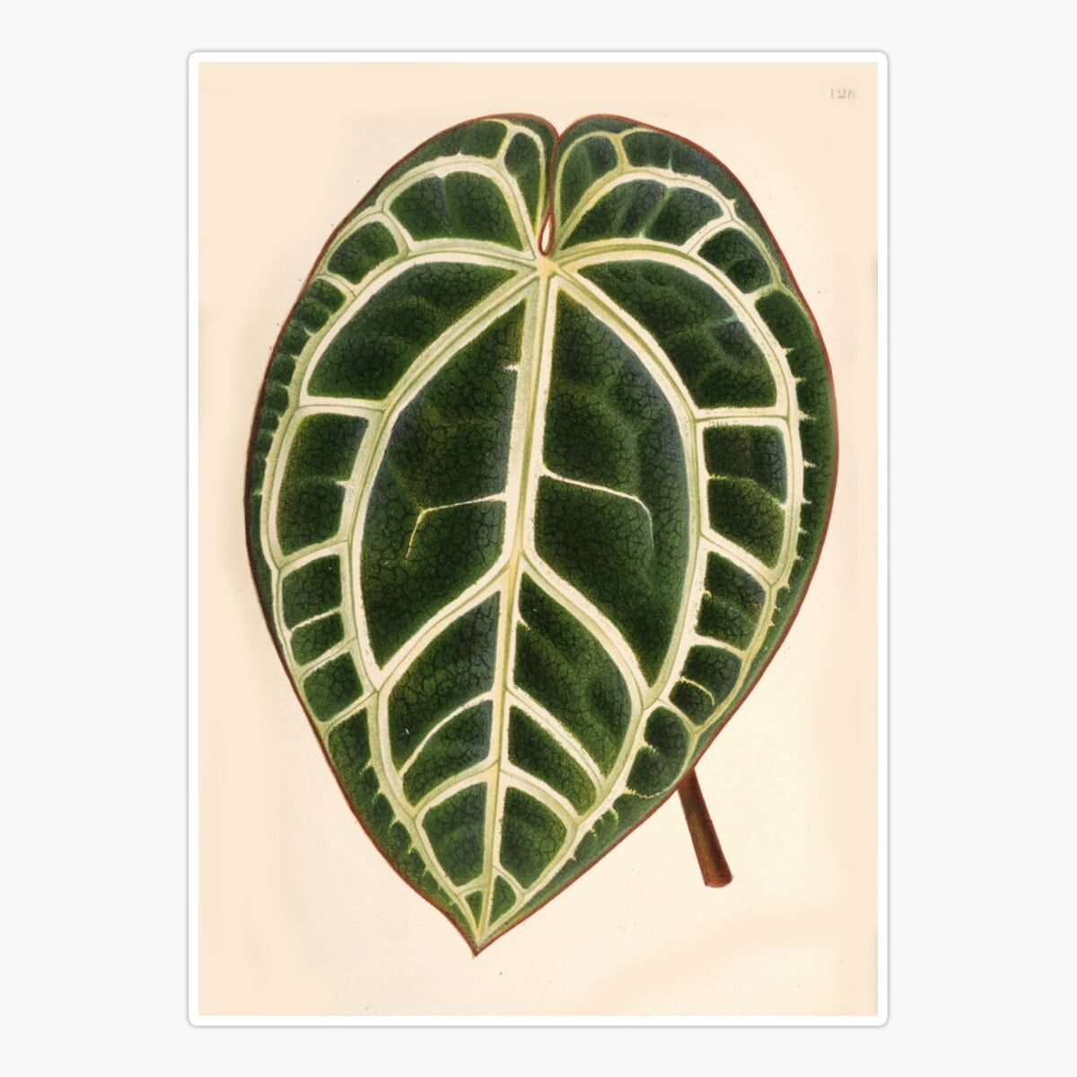 DOPASTICKER Anthurium Crystallinum - L'Illustration Horticole ...