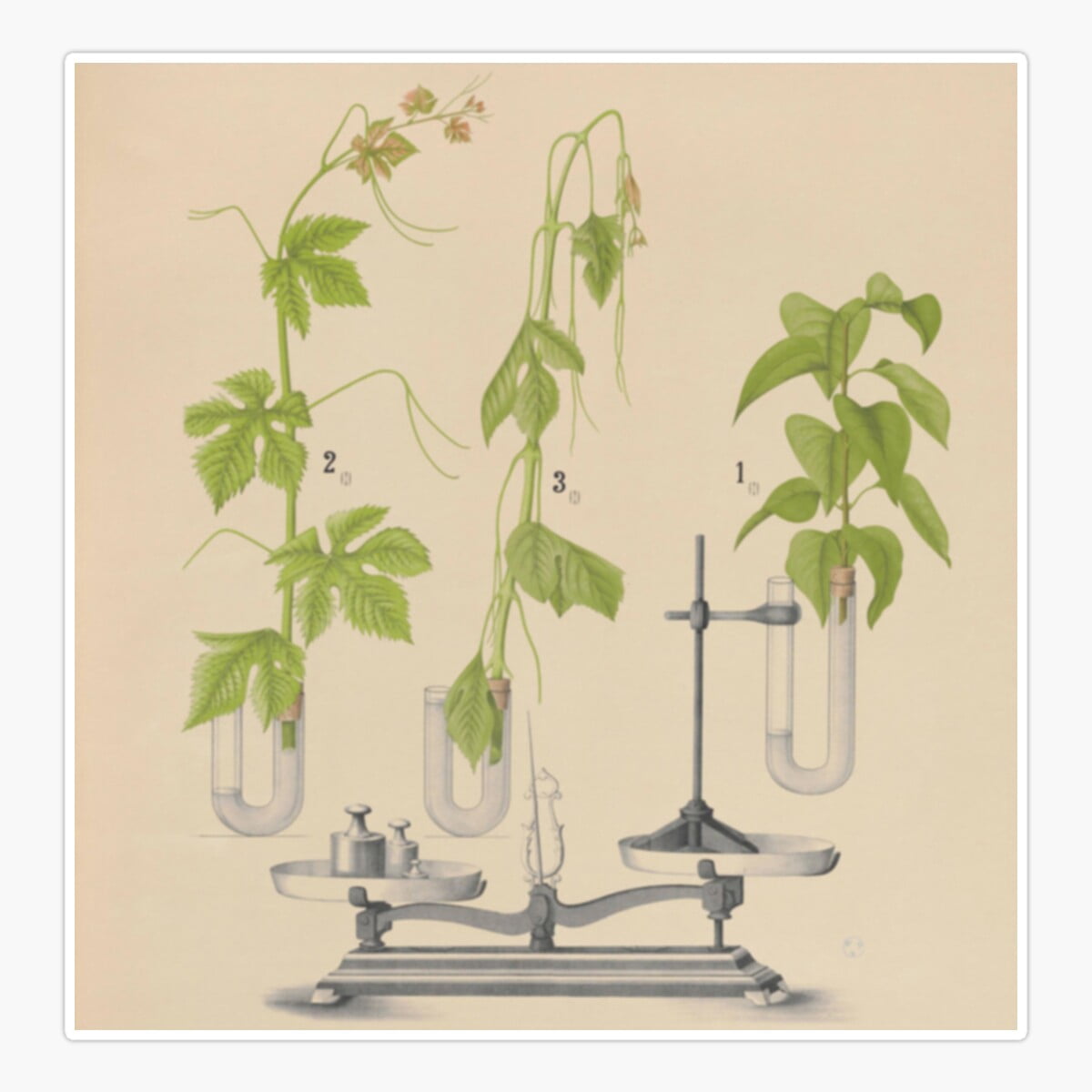 DOPASTICKER Antique Botany Sticker, Phone Sticker Water Bottle Sticker ...