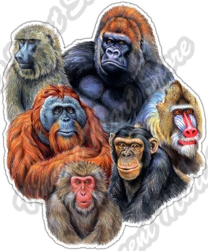 DOPASTICKER Ape Group Monkey Orangutan Chimp Mandrill Car Sticker Decal ...