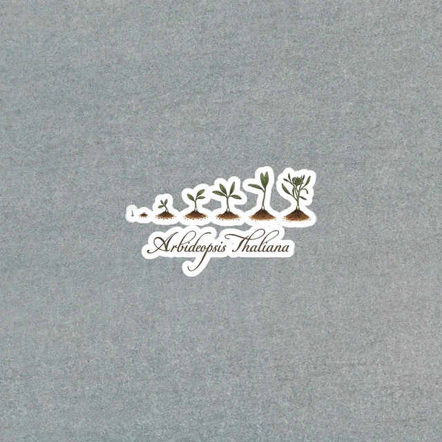 DOPASTICKER Arabidopsis Thaliana Botanical Plant Sticker, Biology Lab ...