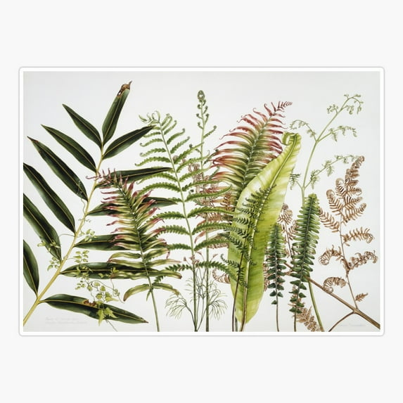 DOPASTICKER Australian Ferns Sticker, Phone Sticker Water Bottle ...
