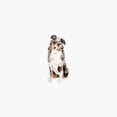 DOPASTICKER Australian Shepherd Sticker, Phone Sticker Water Bottle ...