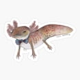 DOPASTICKER Axolotl Bowtie Dapper Sticker, Phone Sticker Car Stickers ...