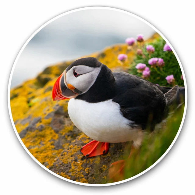 DOPASTICKER Beautiful Atlantic Puffin Bird Cool Gift Decorative Laptop ...
