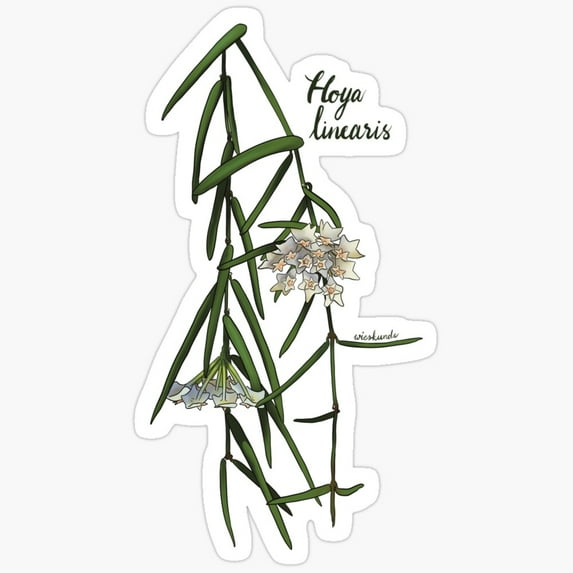 DOPASTICKER Beautiful Hoya Linearis In Full Bloom Sticker Phone Decal ...