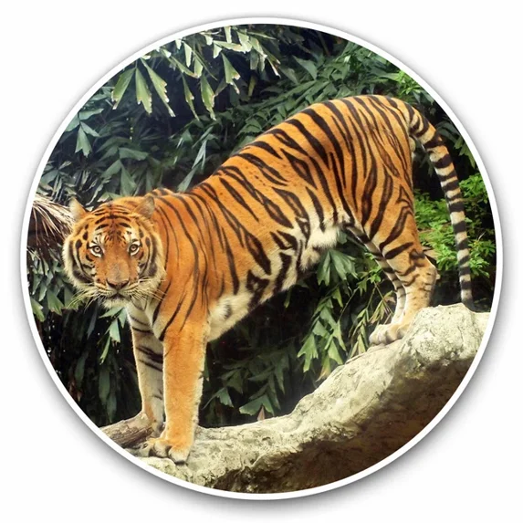 DOPASTICKER Beautiful Wild Tiger Animal Zoo Cool Cool Gift Decorative ...