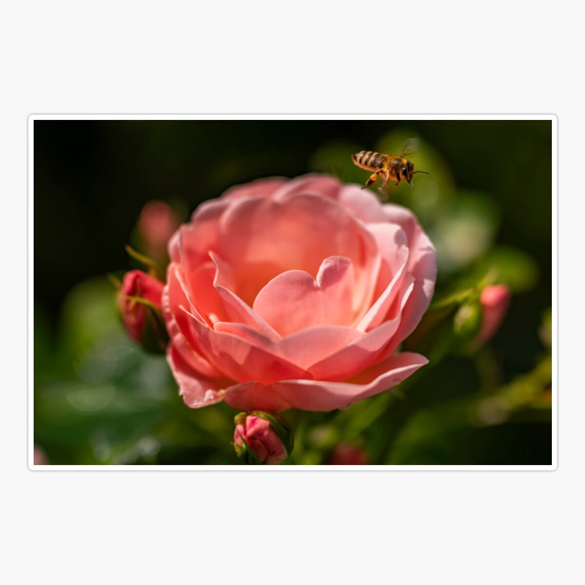 DOPASTICKER Bee Approaching An English Rose Sticker, Phone Sticker Car ...