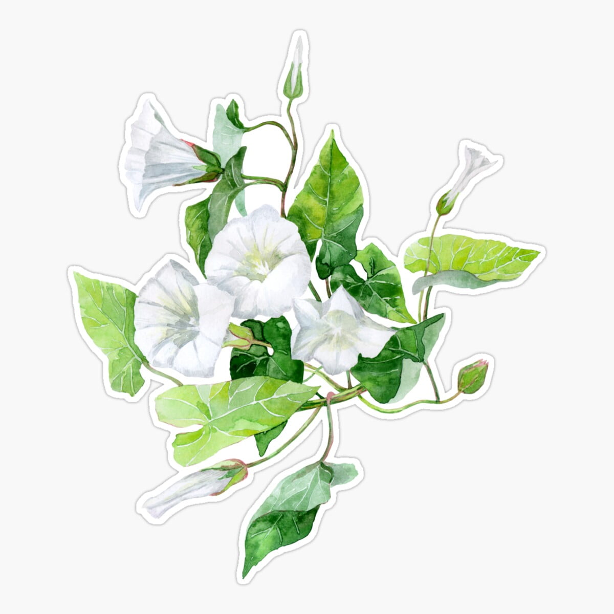 DOPASTICKER Bindweed White Flower Sticker, Phone Sticker Car Stickers ...