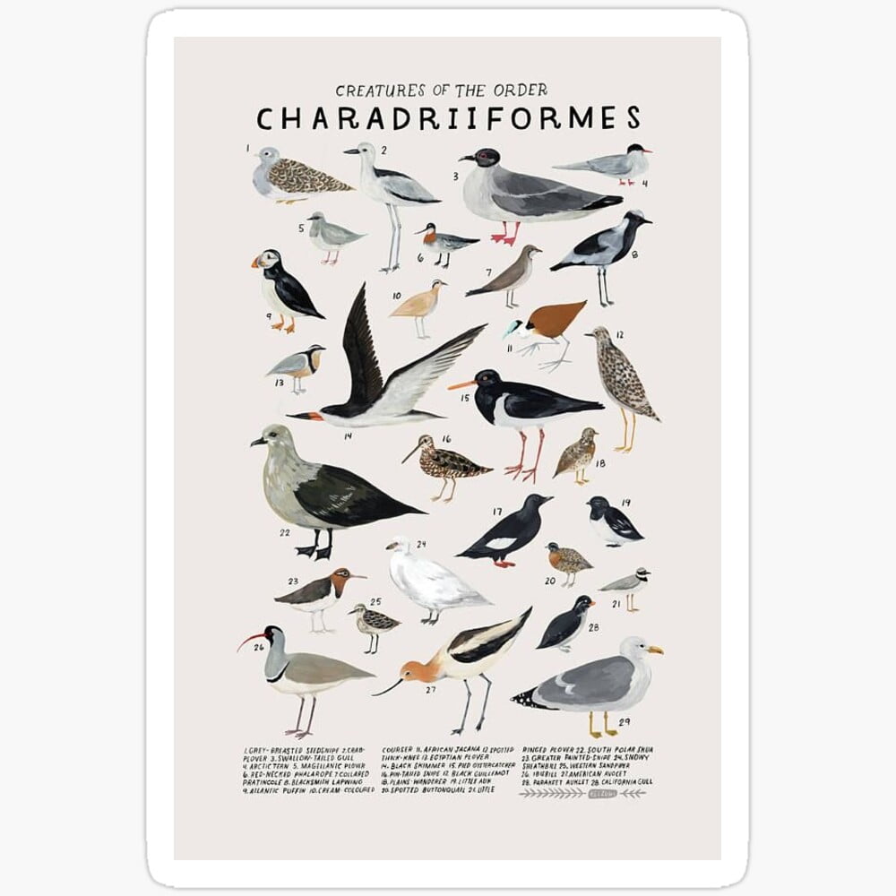 DOPASTICKER Birds Poster Sticker Phone Decal Water Bottle Stickers ...