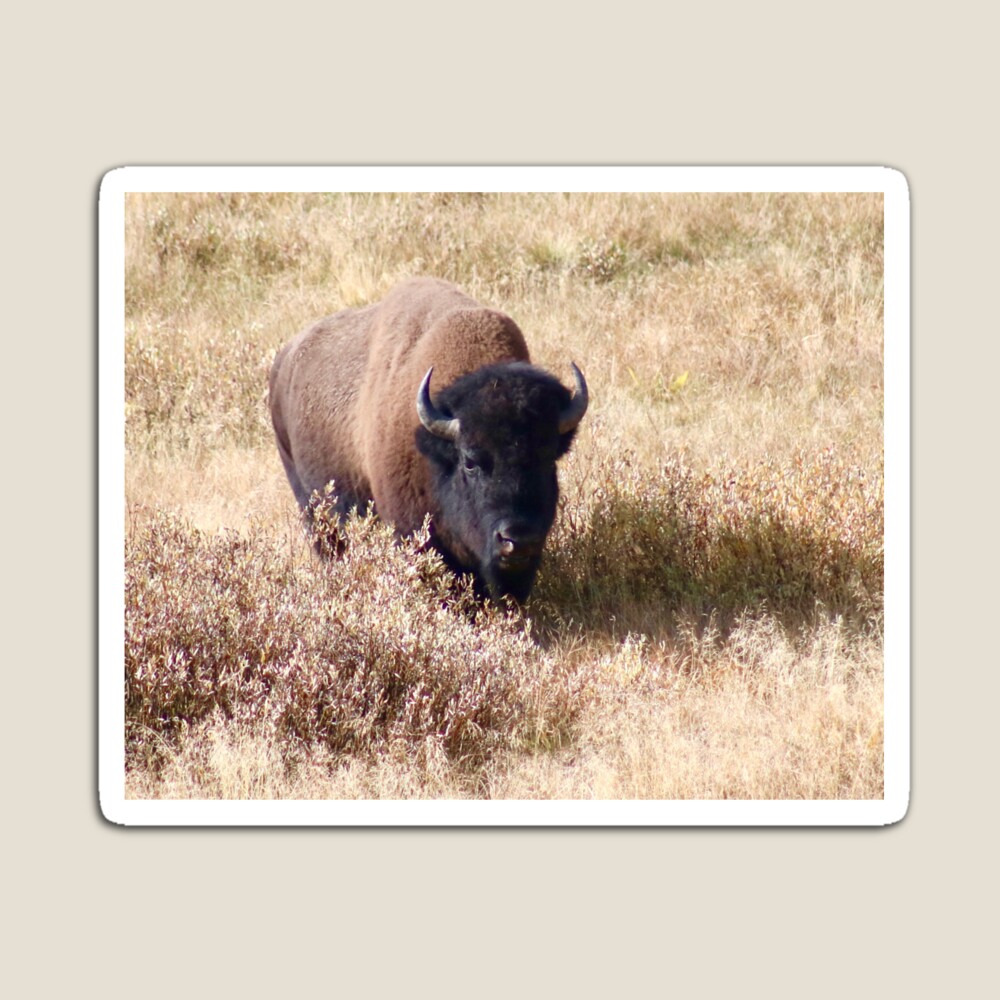 DOPASTICKER Bison Sticker Decorative Laptop, Phone Stickers, Waterproof ...