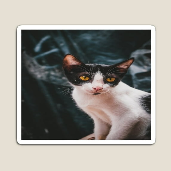 DOPASTICKER Black And White Cat Decorative Laptop, Phone Stickers ...