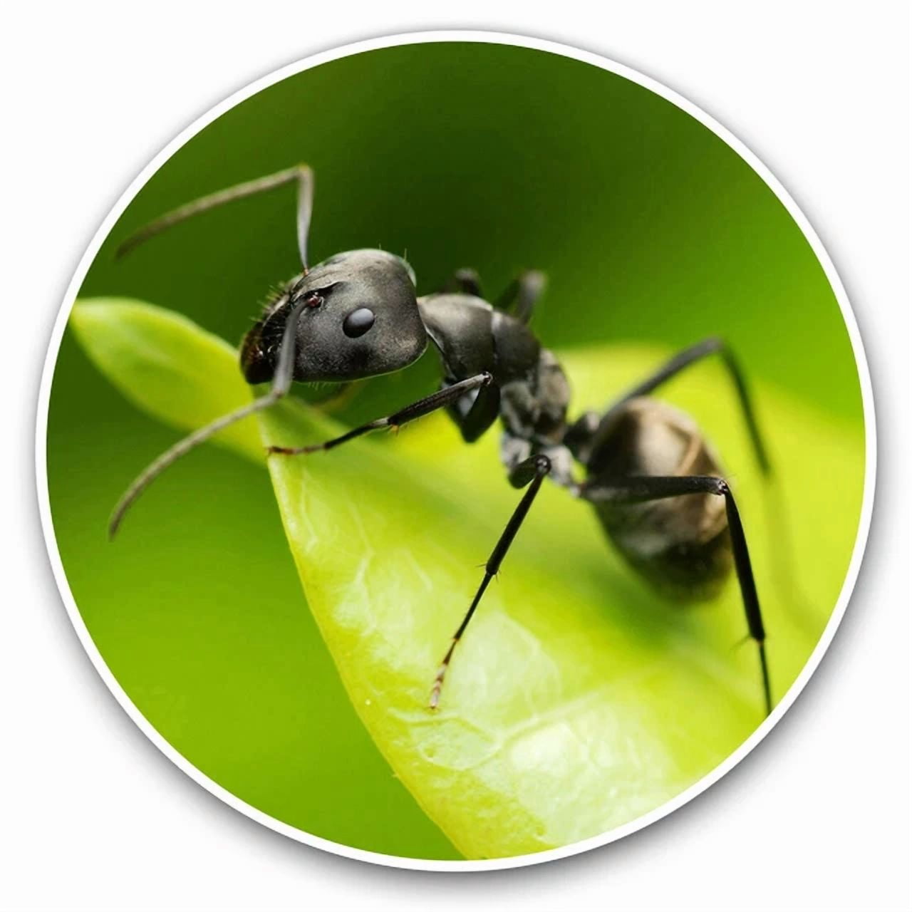 DOPASTICKER Black Ant Insect Wildlife Cool Gift, Phone Sticker, Lover ...