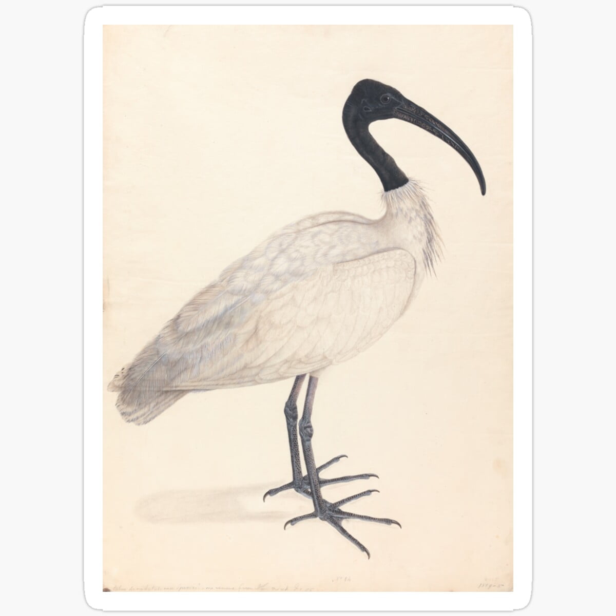 DOPASTICKER Black-Headed Ibis Sticker Waterproof Sticker For Water ...