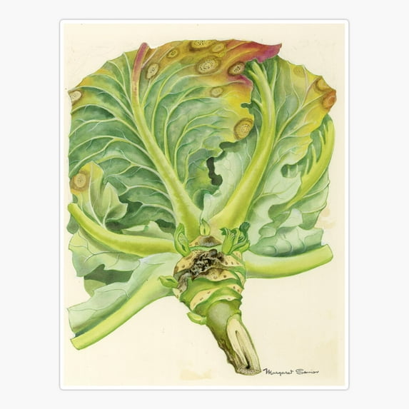 DOPASTICKER Blackleg Of Cabbage Sticker, Phone Sticker Water Bottle ...