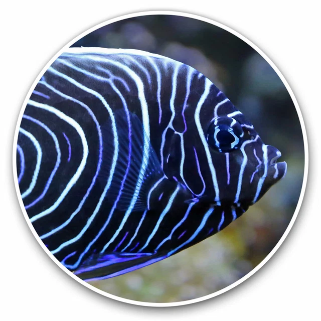 DOPASTICKER Blue Emperor Angelfish Fish Cool Gift, Phone Sticker, Lover ...