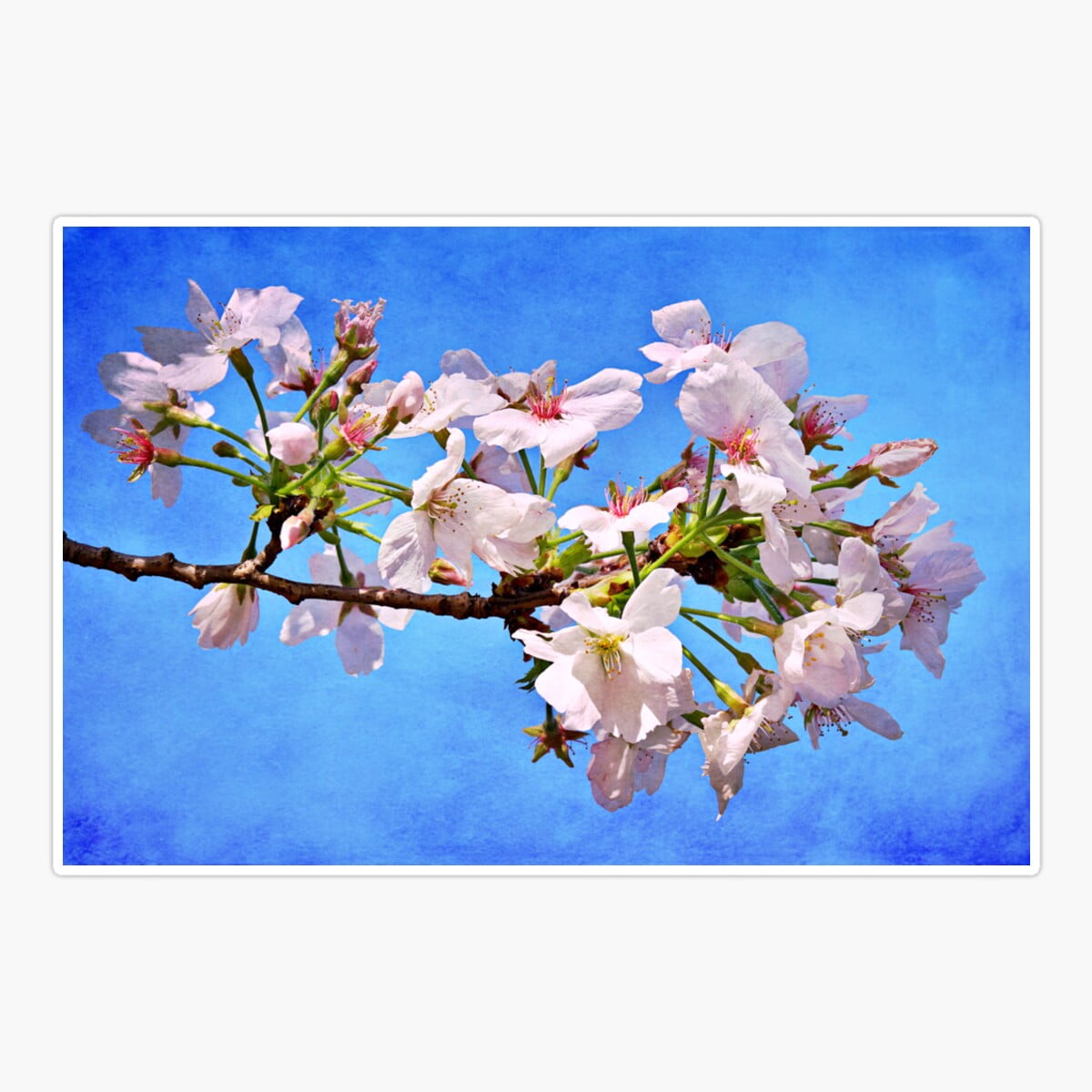 DOPASTICKER Blue Sky And Cherry Blossoms Sticker, Phone Sticker Car ...