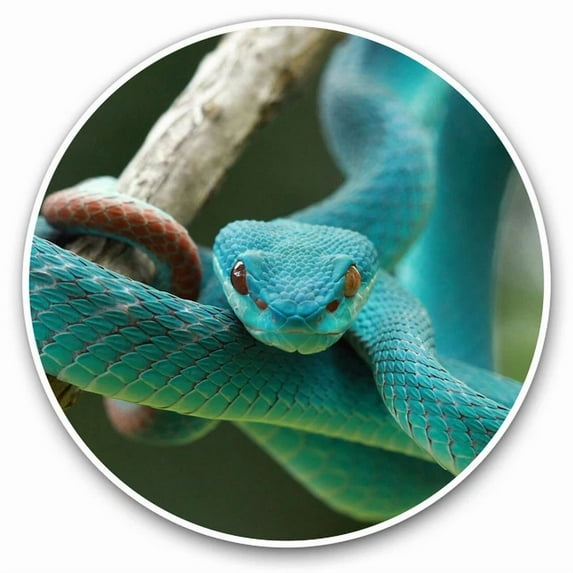 DOPASTICKER Blue Wild Viper Snake Animal Reptile Cool Gift Decorative ...