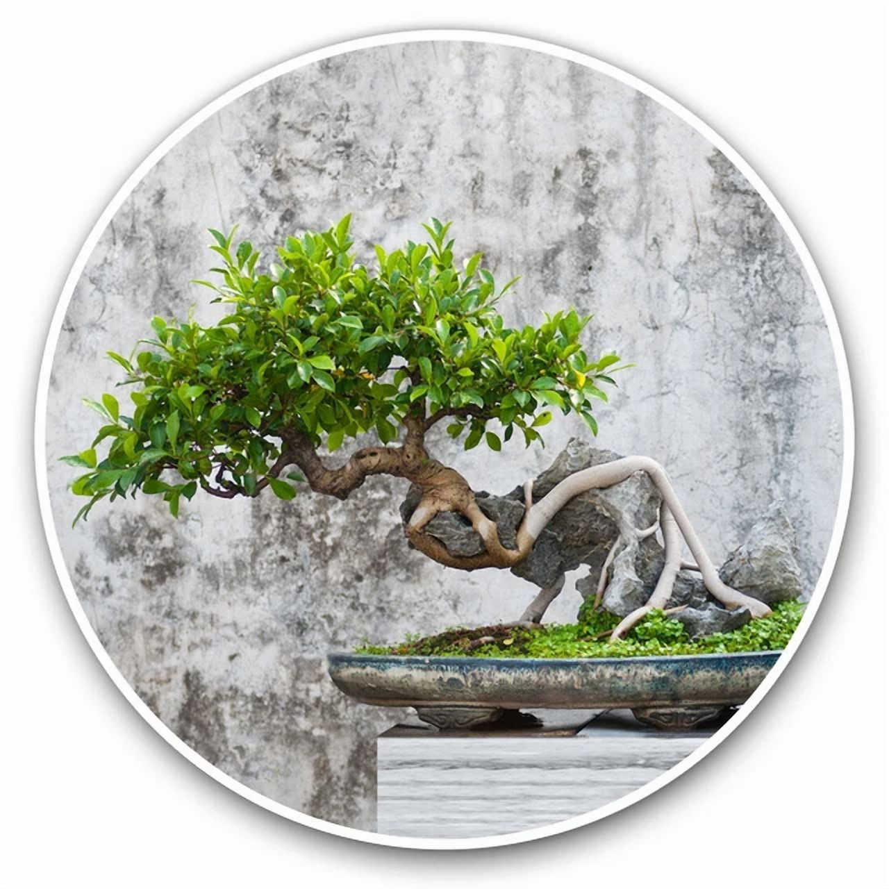 DOPASTICKER Bonsai Tree Nature Plants Cool Gift Decorative Laptop ...