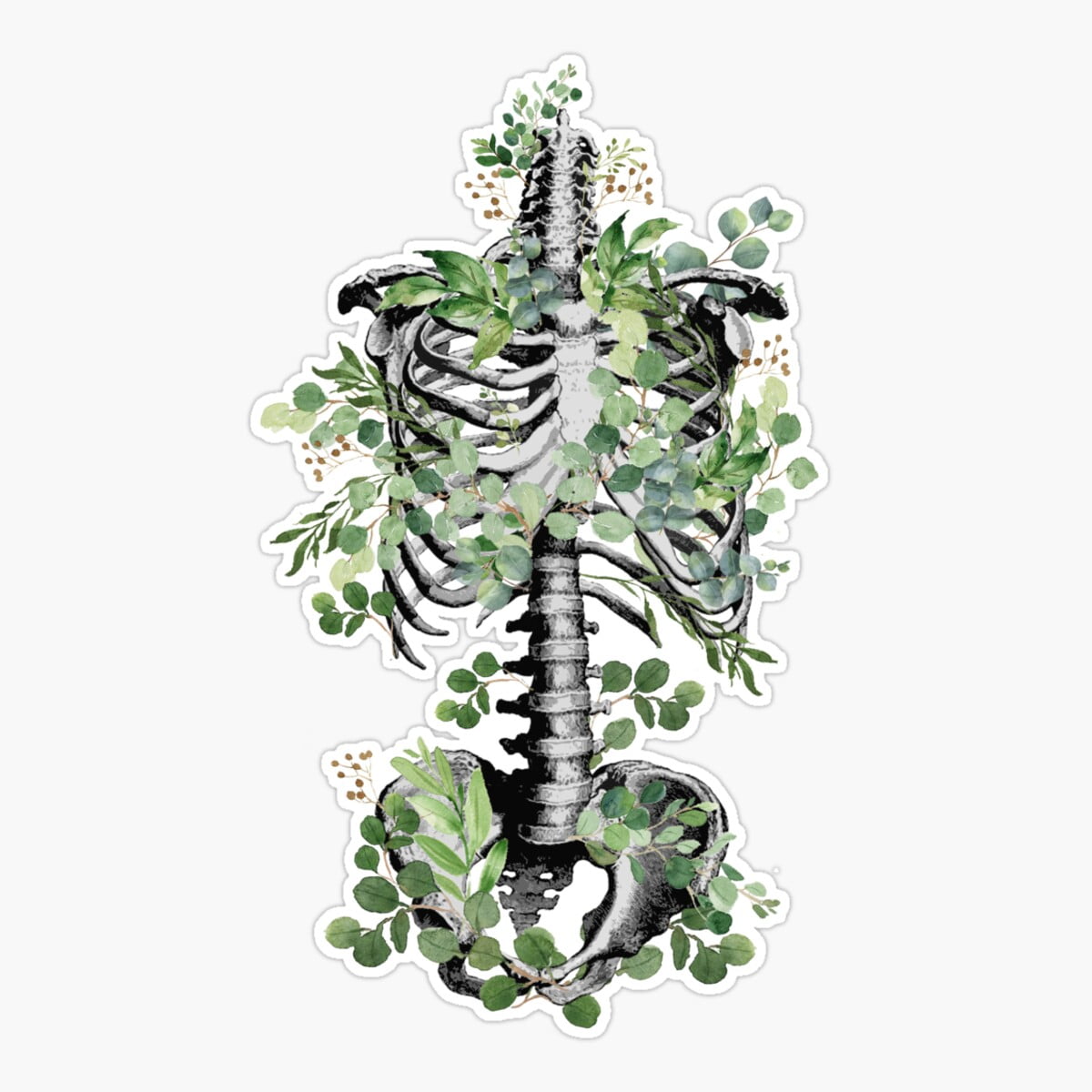 DOPASTICKER Botanical Anatomy, Rib Cage, Pelvis, Eucalyptus Leaves ...