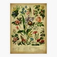 DOPASTICKER Botanical Print, On Old Book Page, Garden Flowers Sticker ...