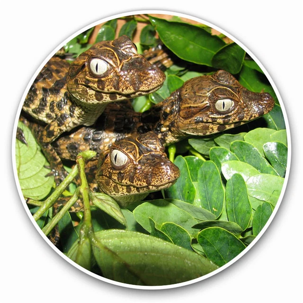 DOPASTICKER Broad Snouted Caiman Crocodile Cool Gift Decorative Laptop ...