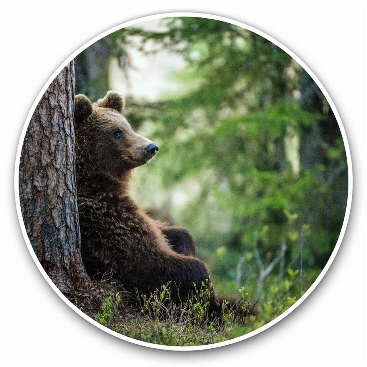 DOPASTICKER Brown Bear Nature Forest America Cool Gift Decorative ...