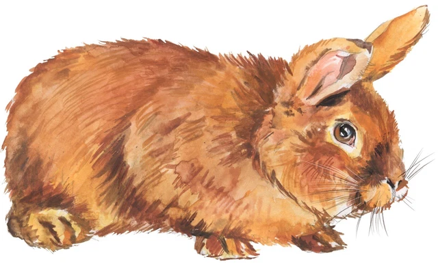 DOPASTICKER Brown Rabbit Bunny Sticker Brown Cute Fluffy Furry Domestic ...