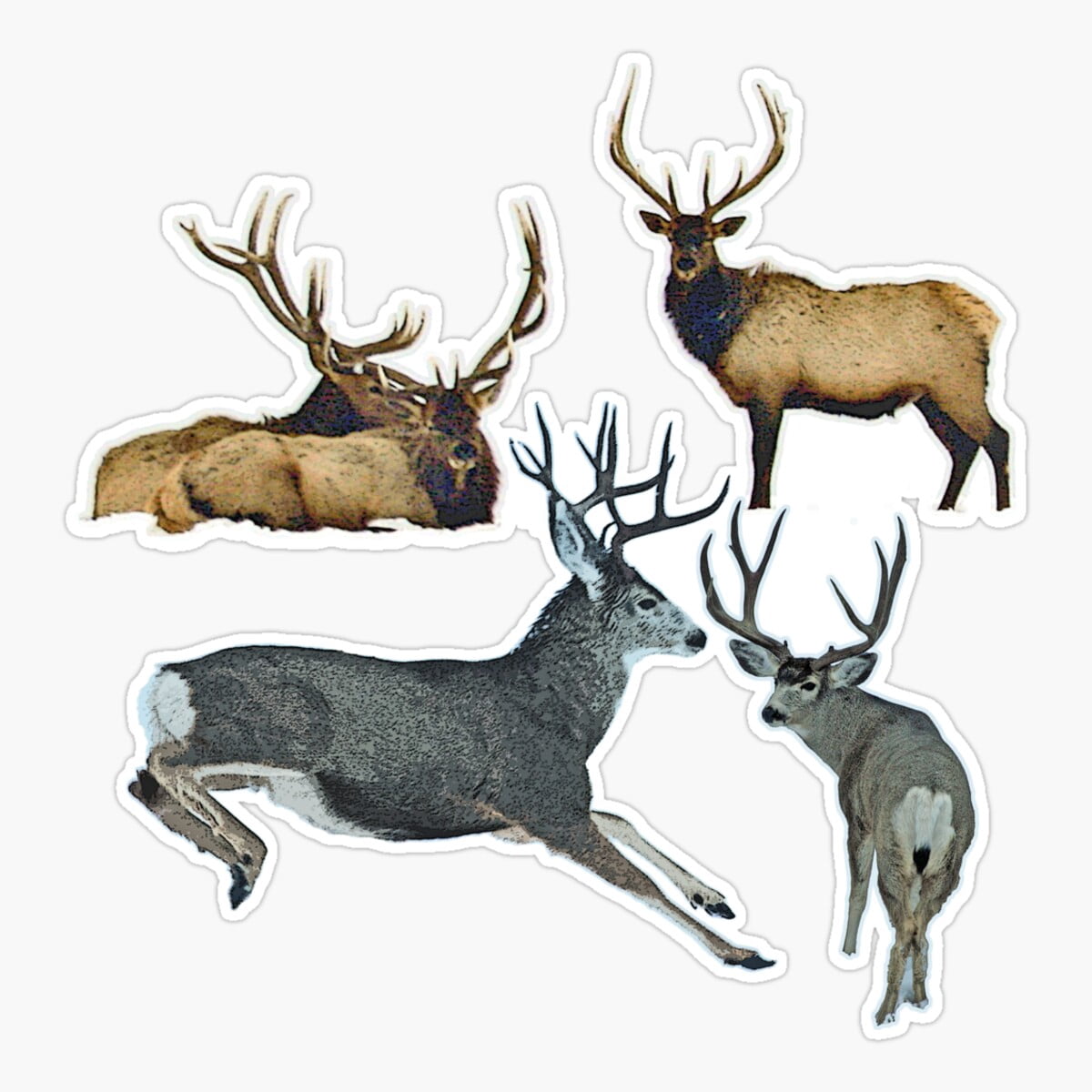 DOPASTICKER Bull Elk And Buck Deer 17 Sticker, Phone Sticker Car ...