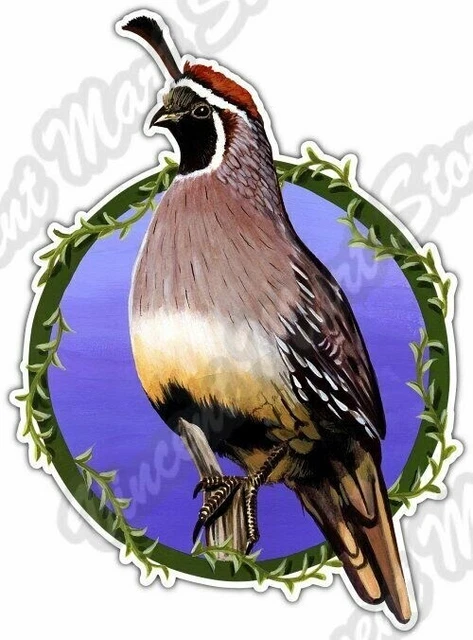 DOPASTICKER California Quail Bird Birds Flying Car Window Sticker Decal ...