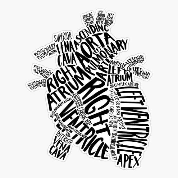 DOPASTICKER Calligraphy Written Heart Anatomy Sticker, Phone Sticker ...