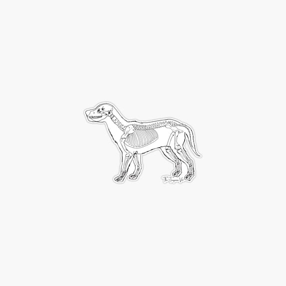 DOPASTICKER Canine Anatomy Sticker, Phone Sticker Water Bottle Sticker ...