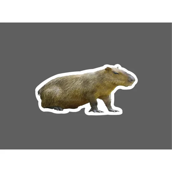 DOPASTICKER Capybara Sticker Animals Sticker Phone Sticker, Latop ...