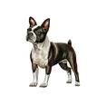 DOPASTICKER Car Sticker Boston Terrier Car Sticker Dogs Sticker Phone ...