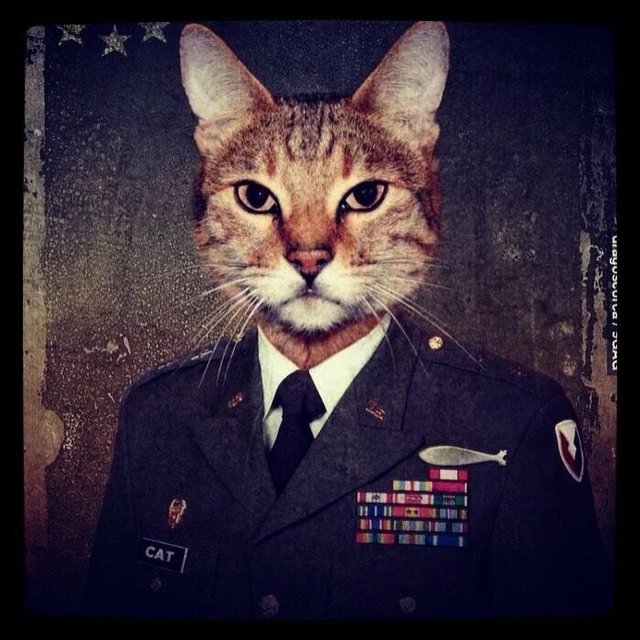DOPASTICKER Cat Sticker Captain Military Commander General Meow Phone ...