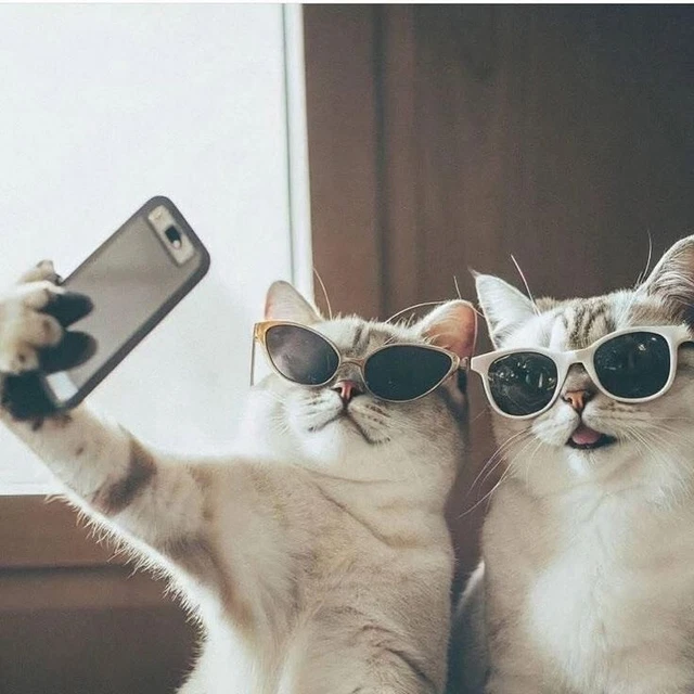 DOPASTICKER Cat Sticker Selfie Besties Best Friends Love Relationship ...