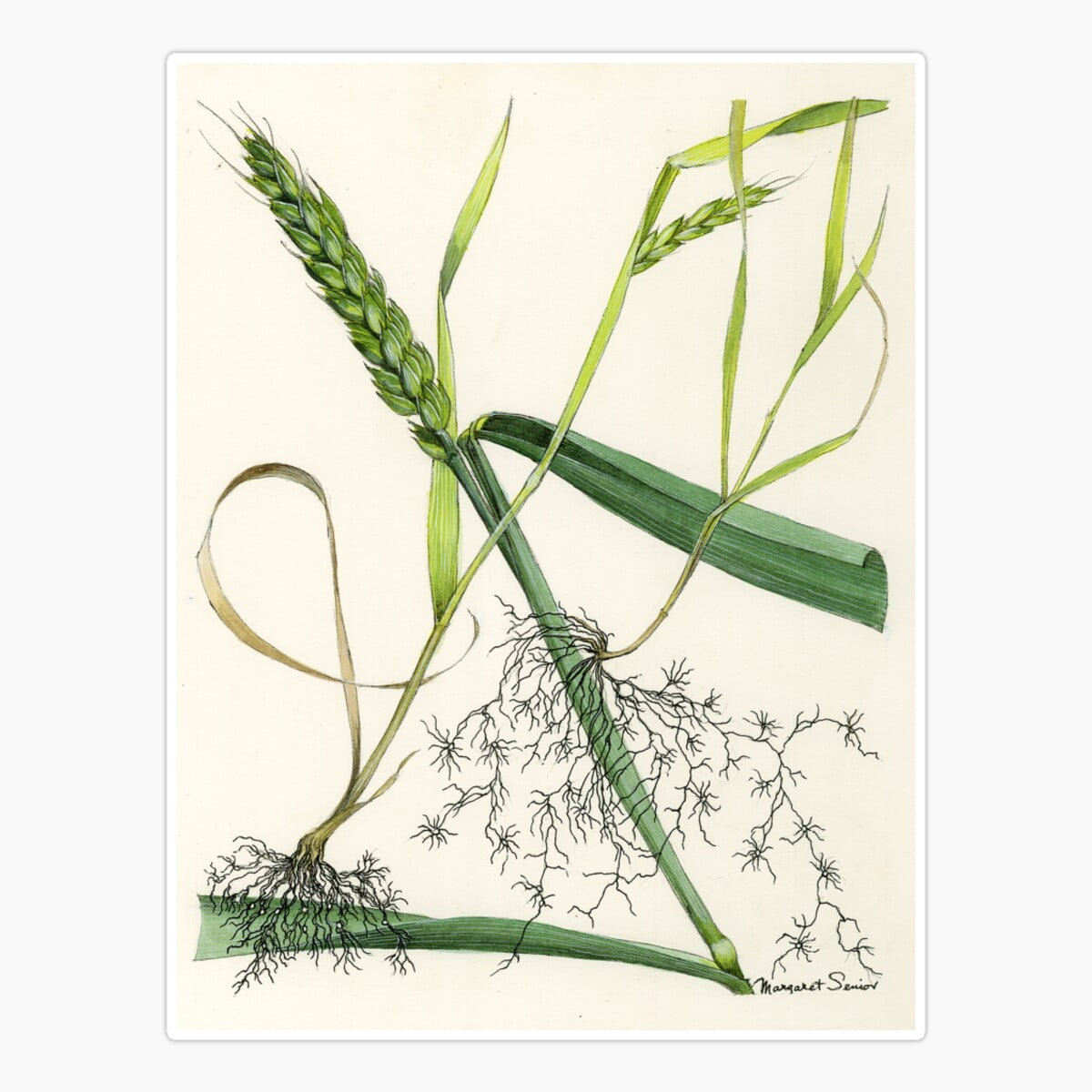 DOPASTICKER Cereal Cyst Nematode Sticker, Phone Sticker Water Bottle ...