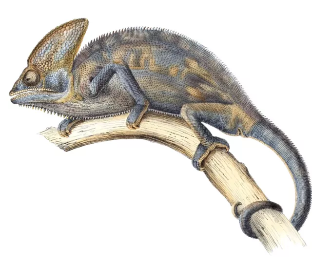 DOPASTICKER Chameleon Sticker Colorful Change Green Lizard Gecko Pet ...