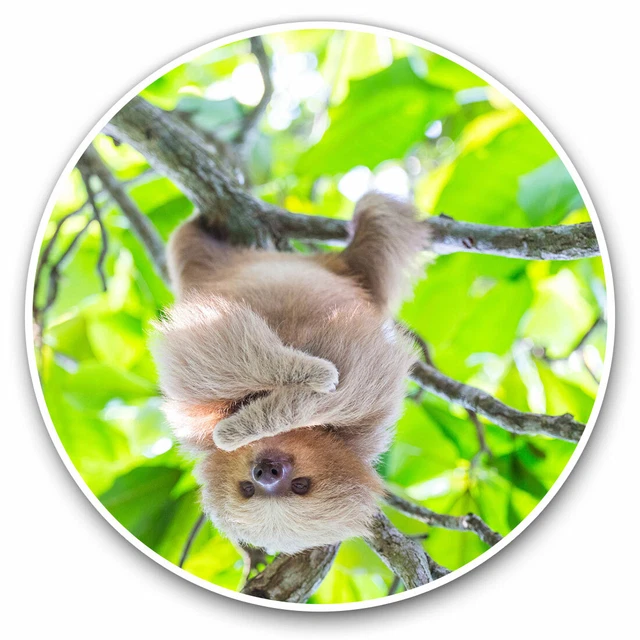 DOPASTICKER Cheeky Hanging Sloth In Jungle Cool Gift Decorative Laptop ...