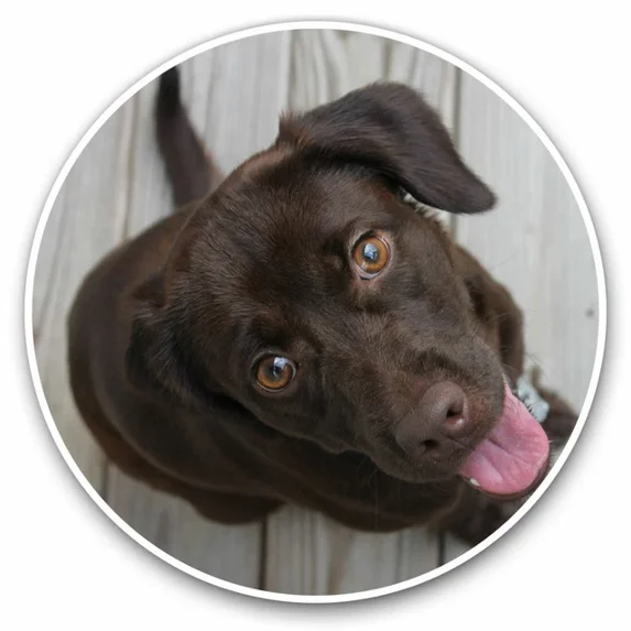 DOPASTICKER - Chocolate Labrador Dog Puppy Cool Gift Decorative Laptop ...